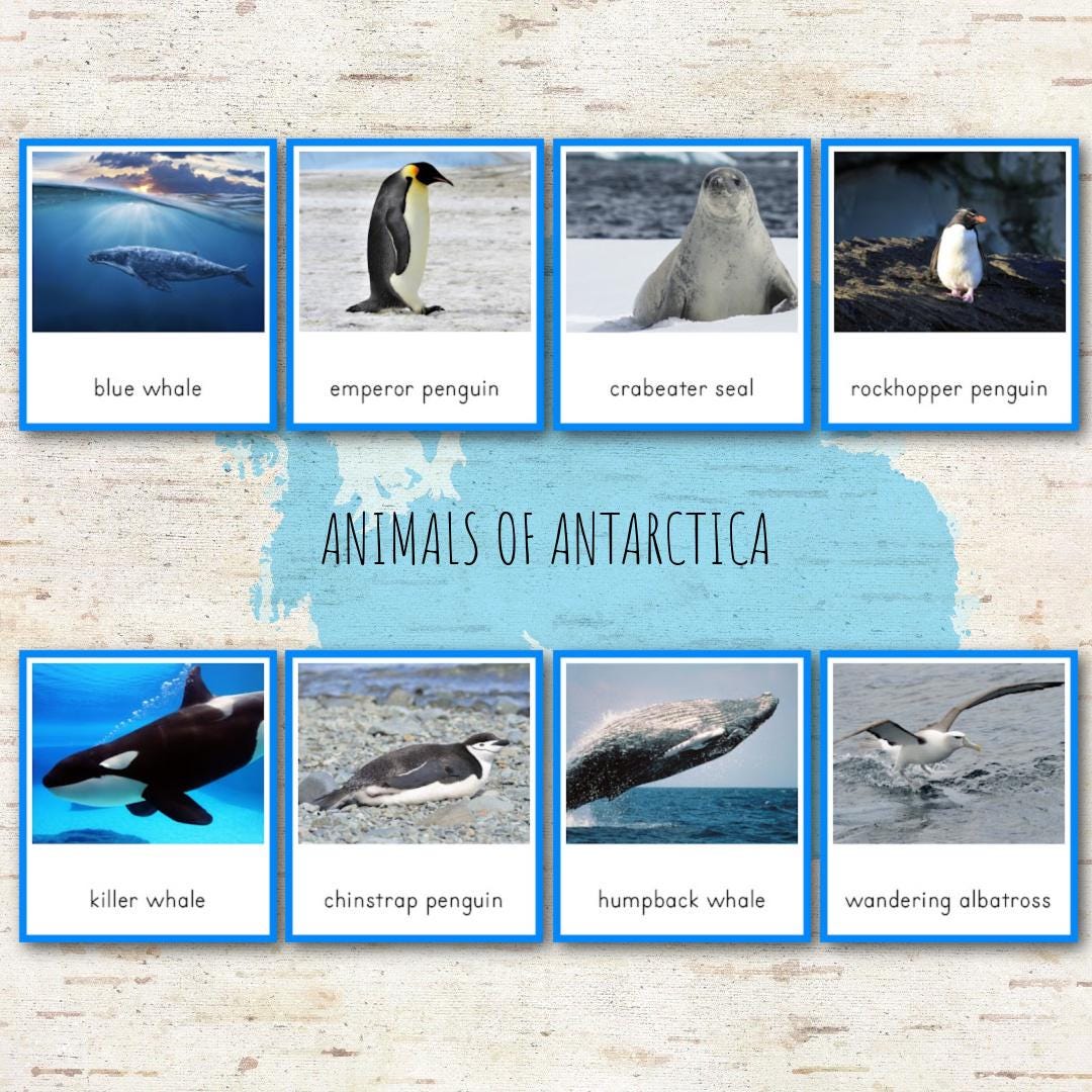 Animals of Antarctica Montessori 3 Part Cards and Fact Cards - Etsy