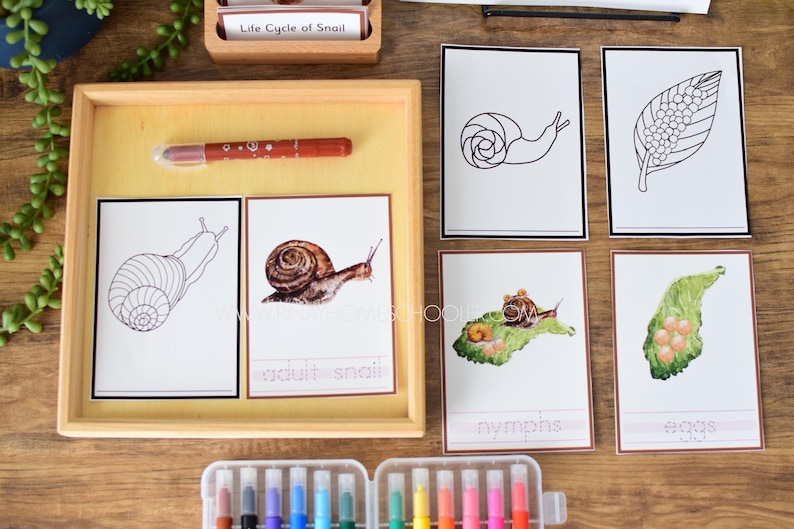 Snail Life Cycle - Montessori Inspired - Etsy