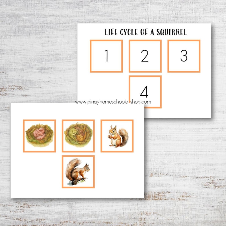 Squirrel Life Cycle Set - Montessori Inspired - Etsy
