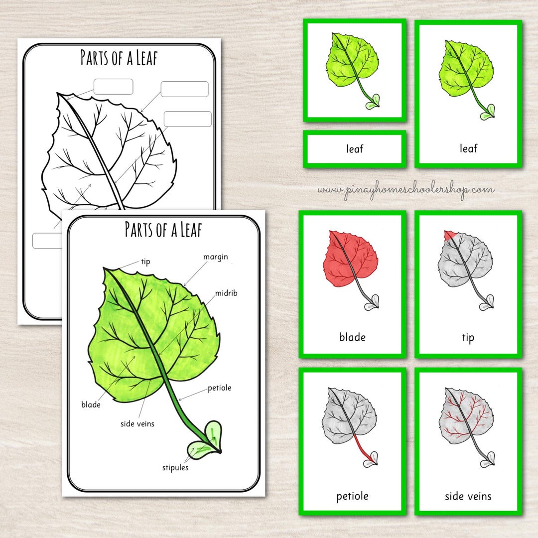 Parts of a Leaf Montessori 3 and 4 Part Cards - Etsy