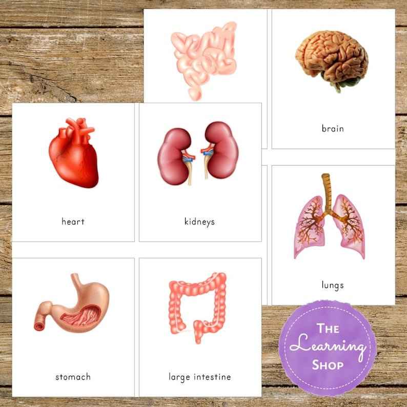 Human Internal Organs - Etsy