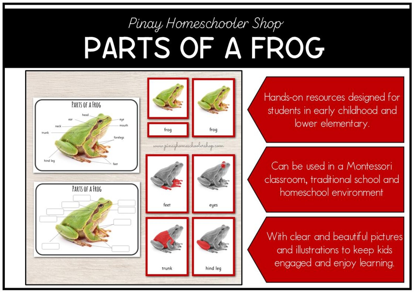 Parts of a Frog Montessori 3 Part Cards and Definitions - Etsy