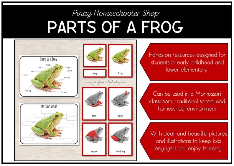 Parts of a Frog Montessori 3 Part Cards and Definitions - Etsy