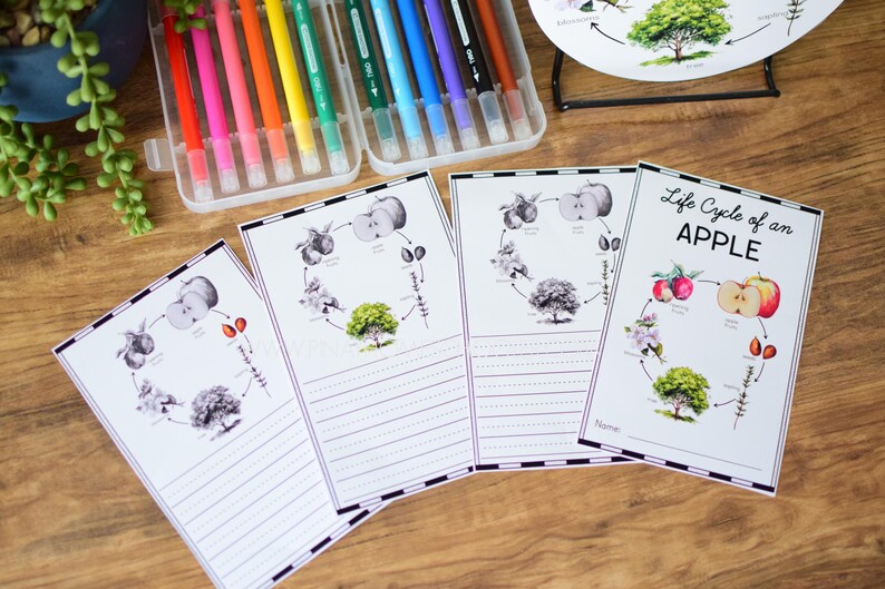 Apple Life Cycle Set - Montessori Inspired - Etsy