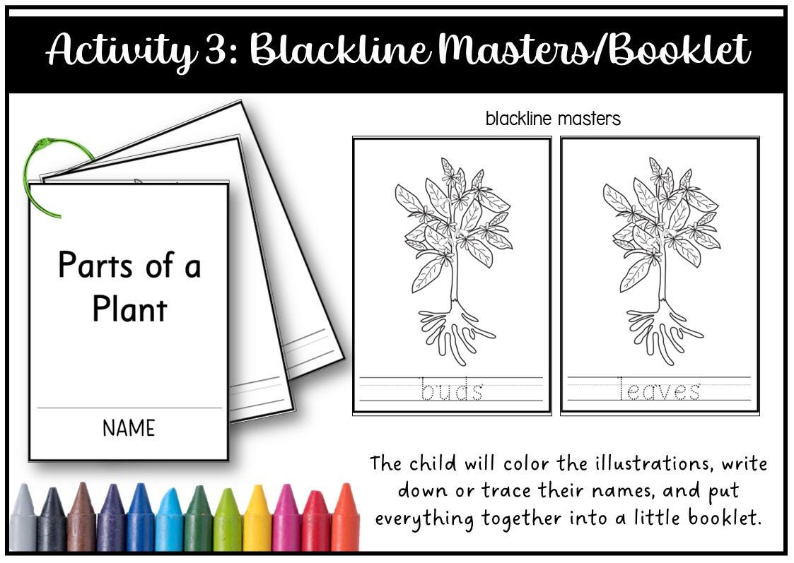 Parts of a Plant Montessori 3 and 4 Part Cards - Etsy