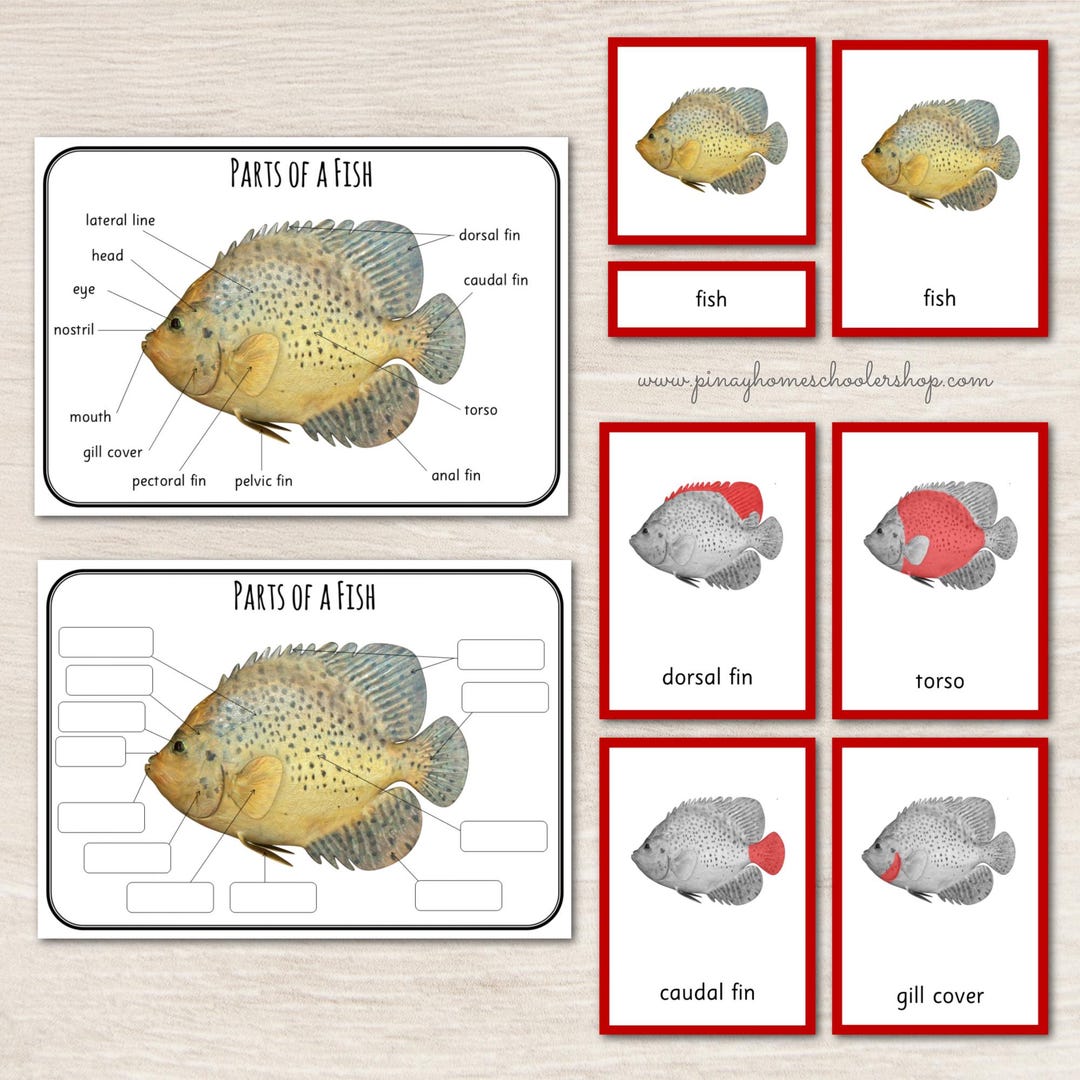 Parts of a Fish Montessori 3 Part Cards - Etsy