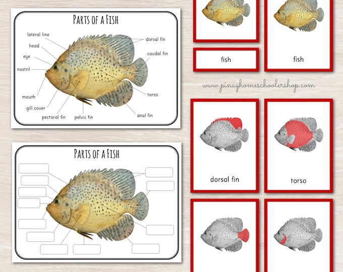 PARTS of a FISH • Montessori Nomenclature Cards - Flash Cards ...
