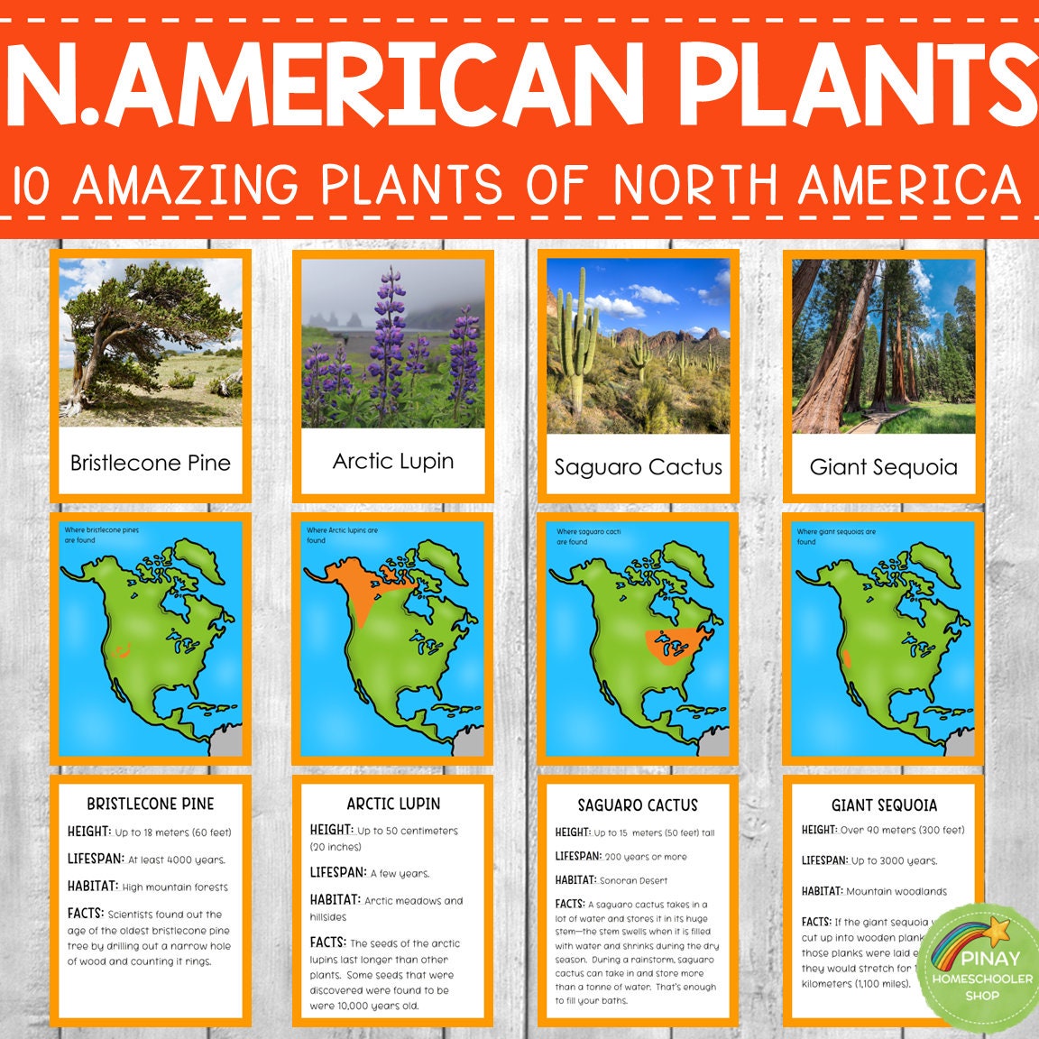 North America in a Nutshell - Montessori Continent Study - Etsy