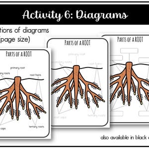 Parts of a Root Montessori 3 and 4 Part Cards - Etsy