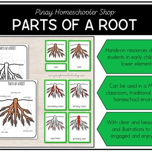 Parts of a Root Montessori 3 and 4 Part Cards - Etsy