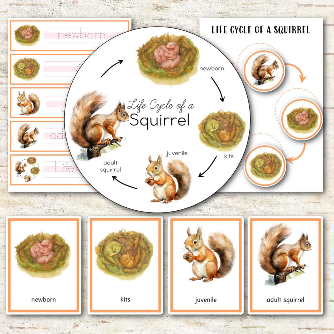 Squirrel Life Cycle Set - Montessori Inspired - Etsy