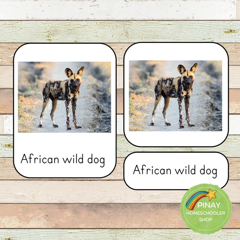 Sahara Safari Toob Montessori Cards - Etsy