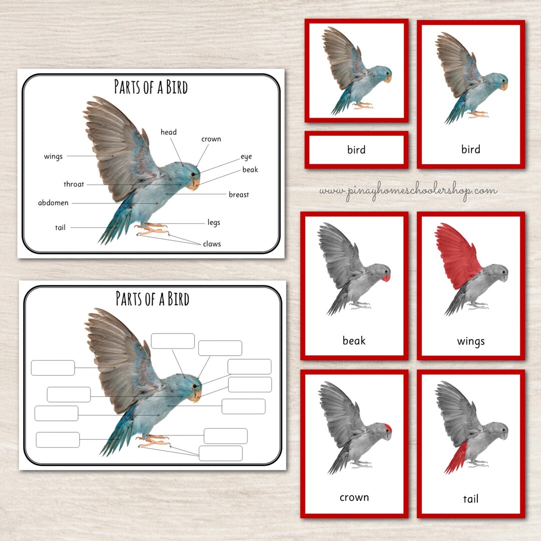 Parts of a Bird Montessori 3 Part Cards - Etsy