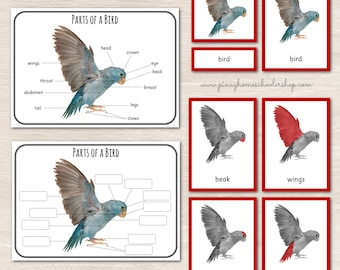 Parts of a Bird - Montessori 3-part-cards - Etsy