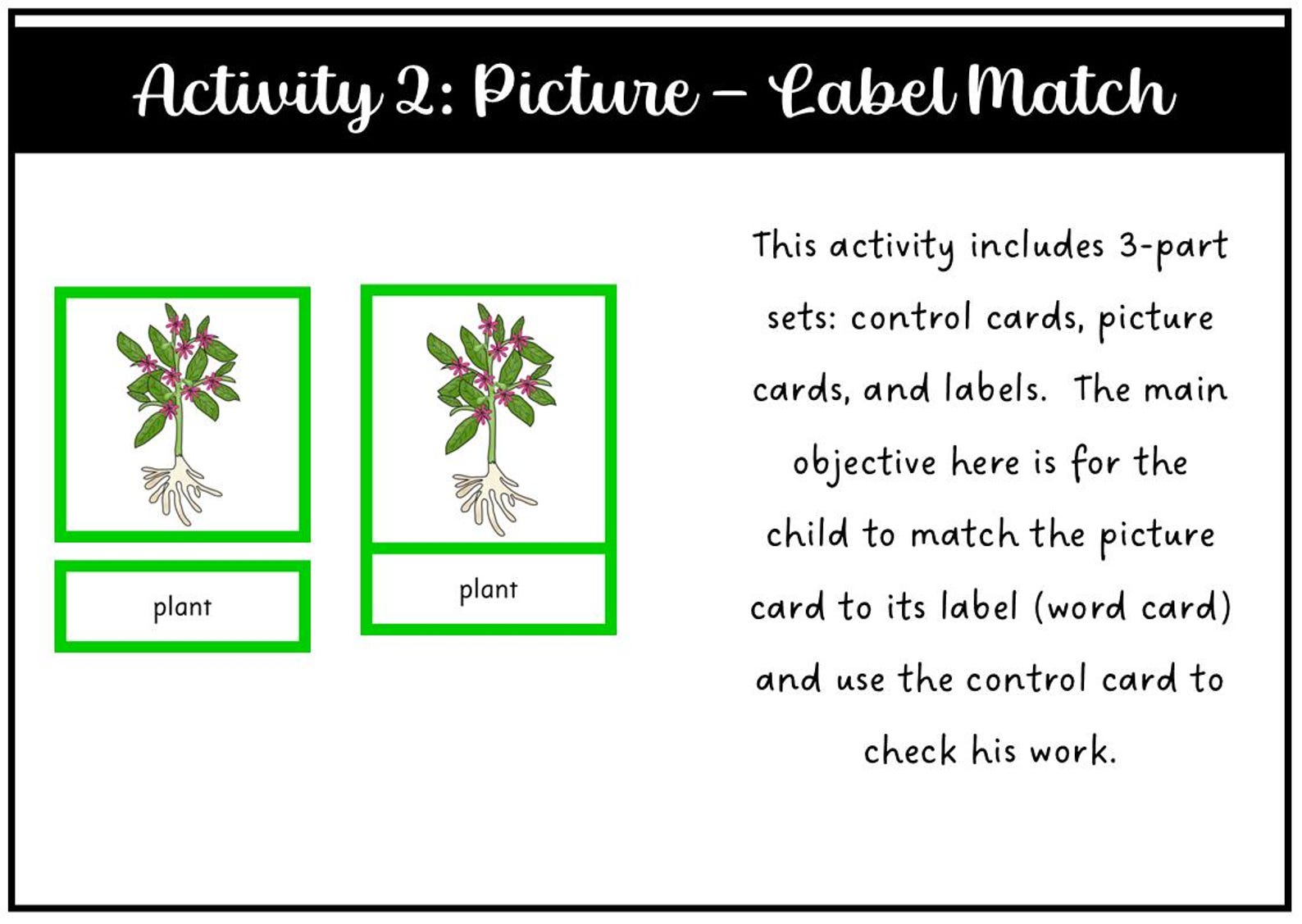 Parts of a Plant Montessori 3 and 4 Part Cards - Etsy