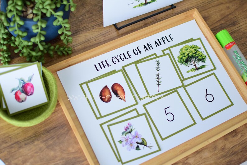 Apple Life Cycle Set - Montessori Inspired - Etsy