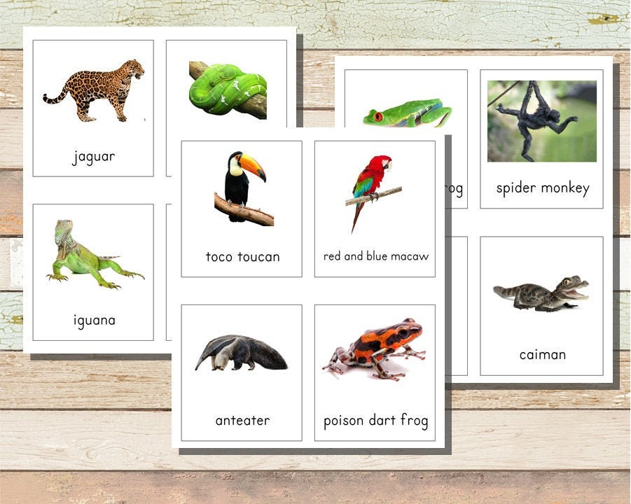 Montessori Rainforest Toob 3 Part Cards - Etsy