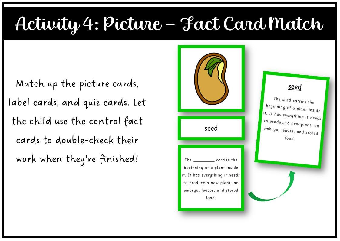 Parts of a Bean Seed Montessori 3 and 4 Part Cards - Etsy