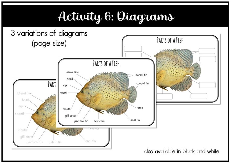 Parts of a Fish Montessori 3 Part Cards - Etsy Australia