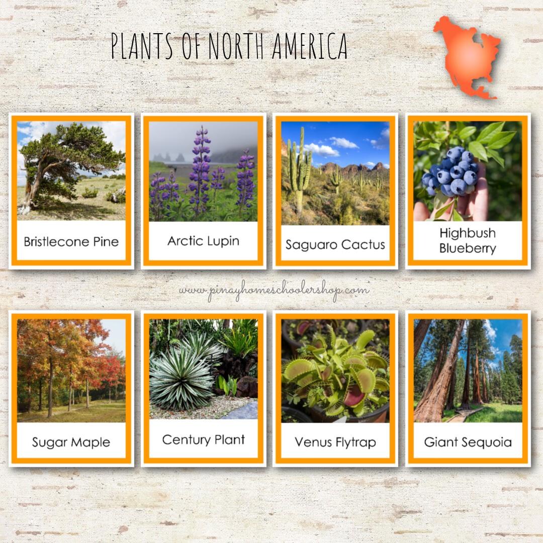 Plants of North America Montessori Learning Pack - Etsy
