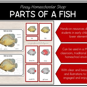 Parts of a Fish Montessori 3 Part Cards - Etsy