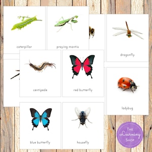 Montessori Insect 3 Part Cards - Etsy