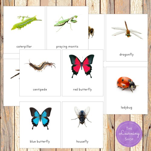 Montessori Insect 3 Part Cards | Etsy