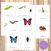 Montessori Insect 3 Part Cards - Etsy