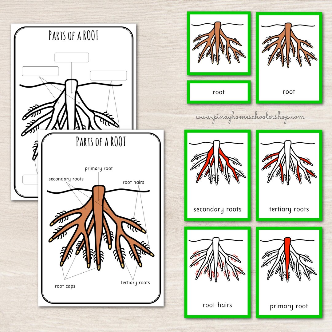 Parts of a Root Montessori 3 and 4 Part Cards - Etsy