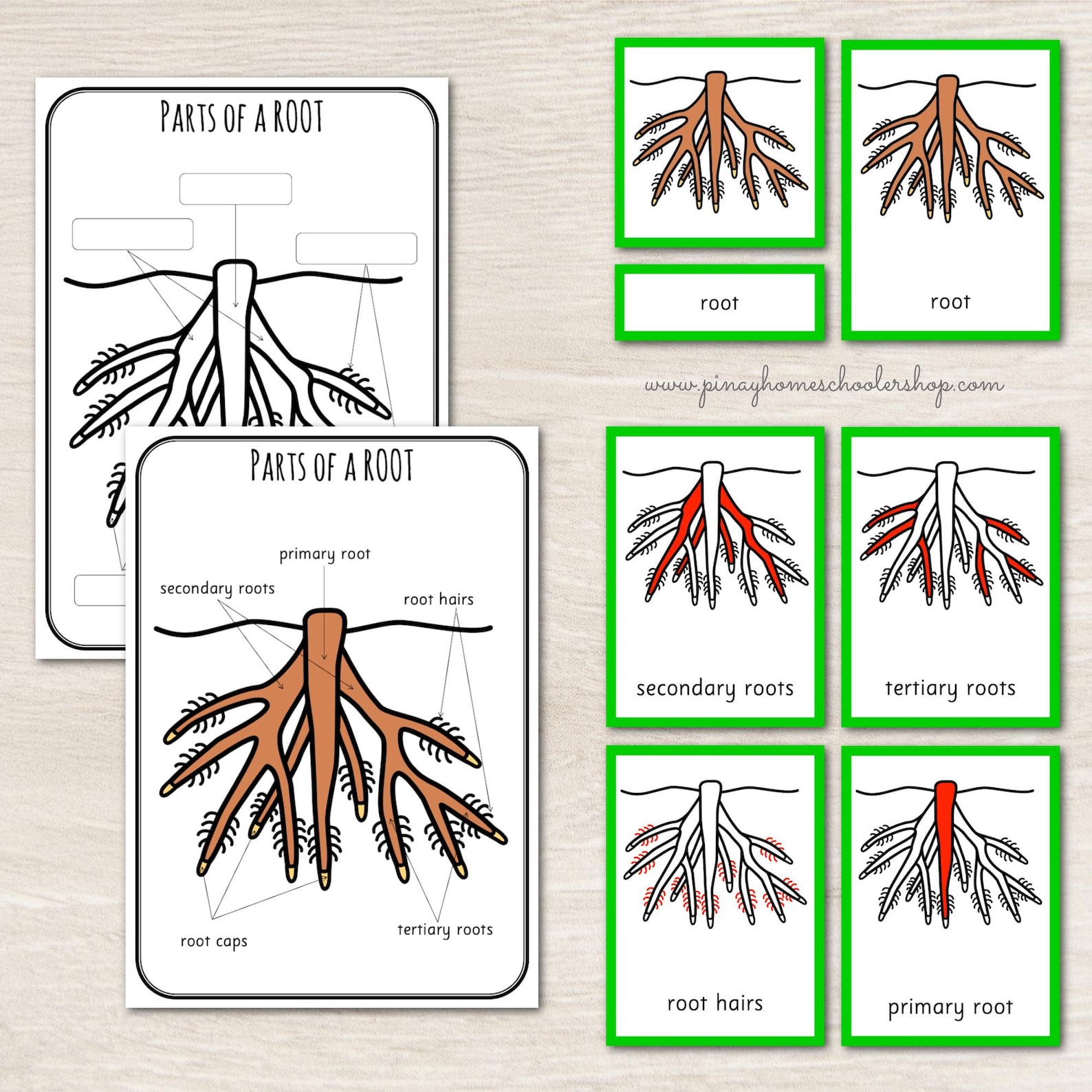 Parts of a Root Montessori 3 and 4 Part Cards - Etsy