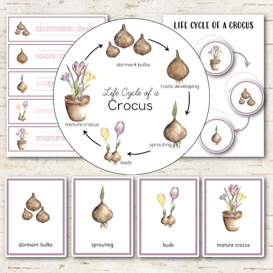 Crocus Life Cycle Montessori Inspired - Etsy