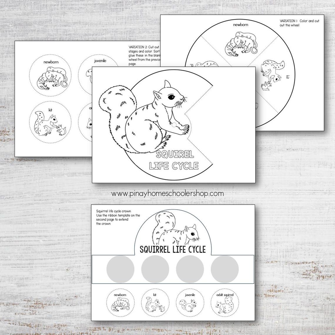Squirrel Life Cycle Set - Montessori Inspired - Etsy