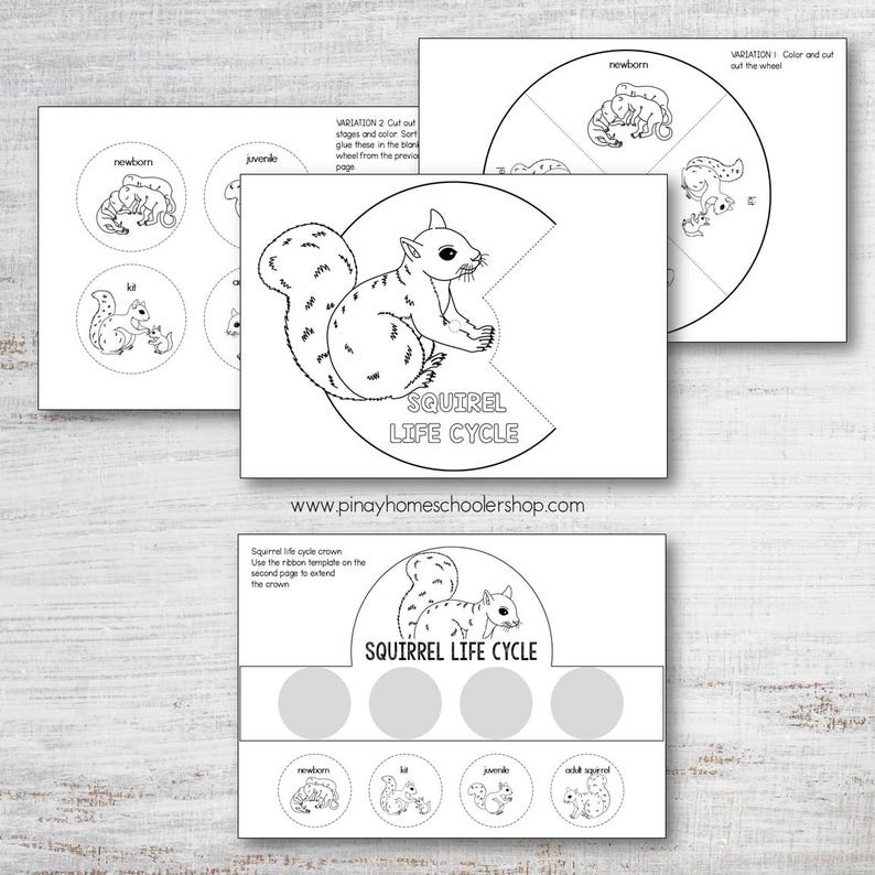 Squirrel Life Cycle Set - Montessori Inspired - Etsy
