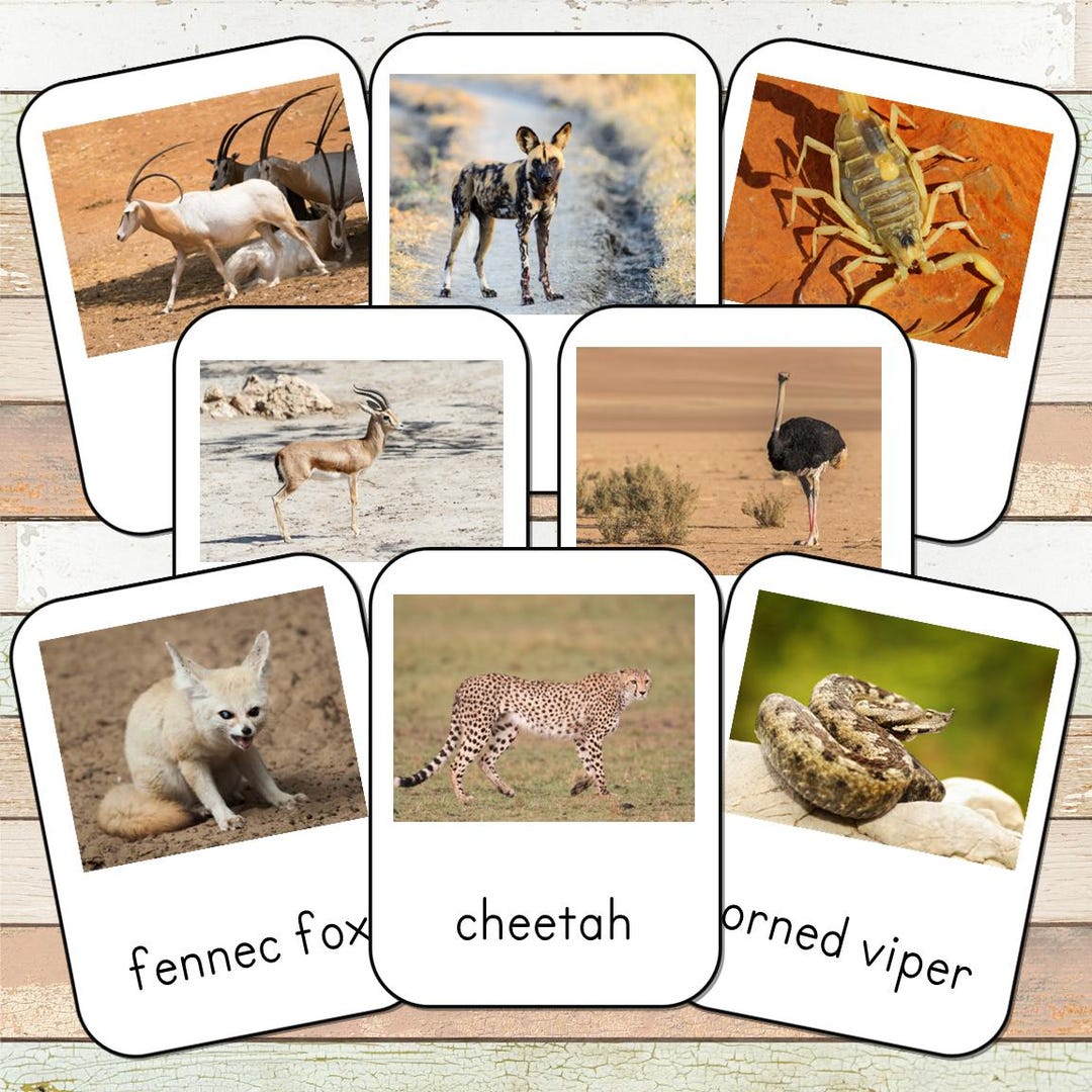 Sahara Safari Toob Montessori Cards - Etsy