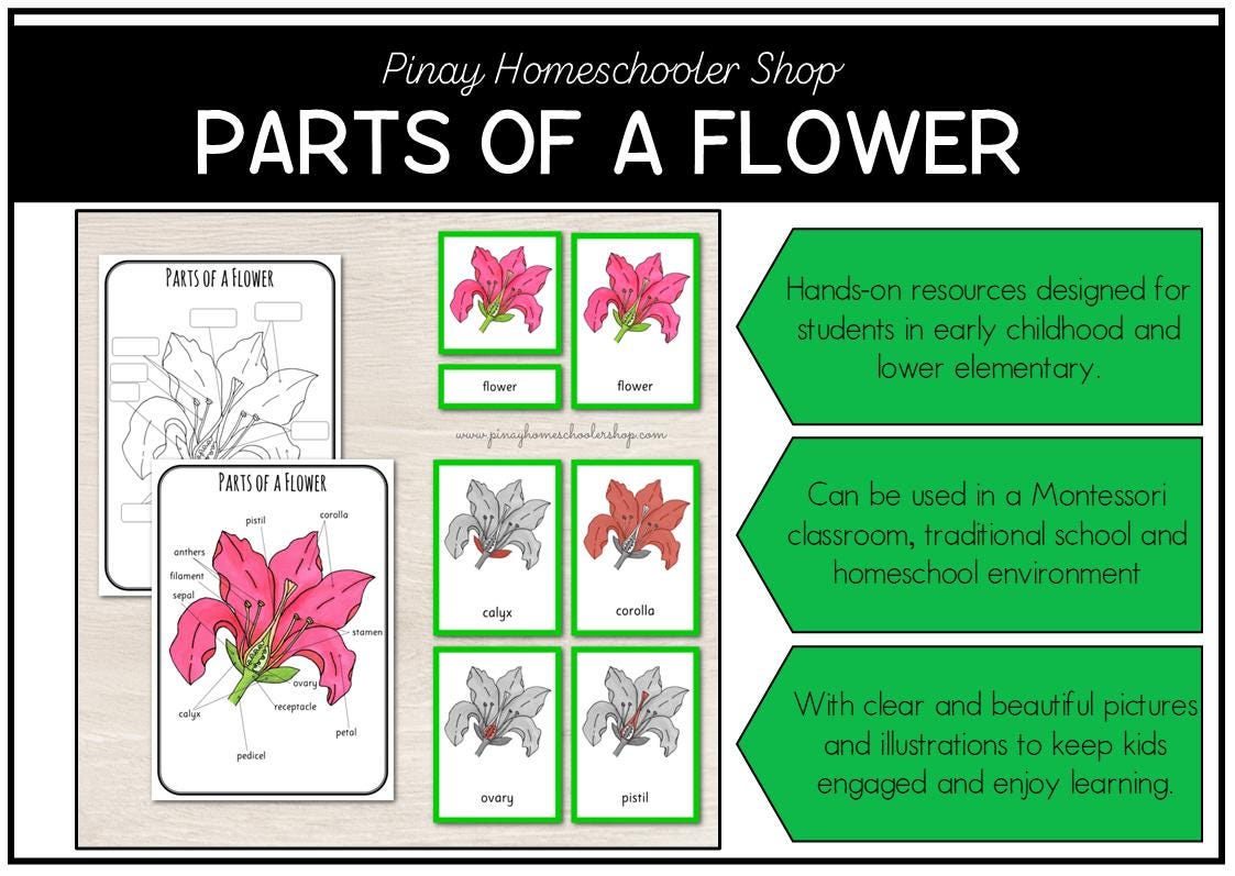 Parts of a Flower Montessori 3 and 4 Part Cards - Etsy