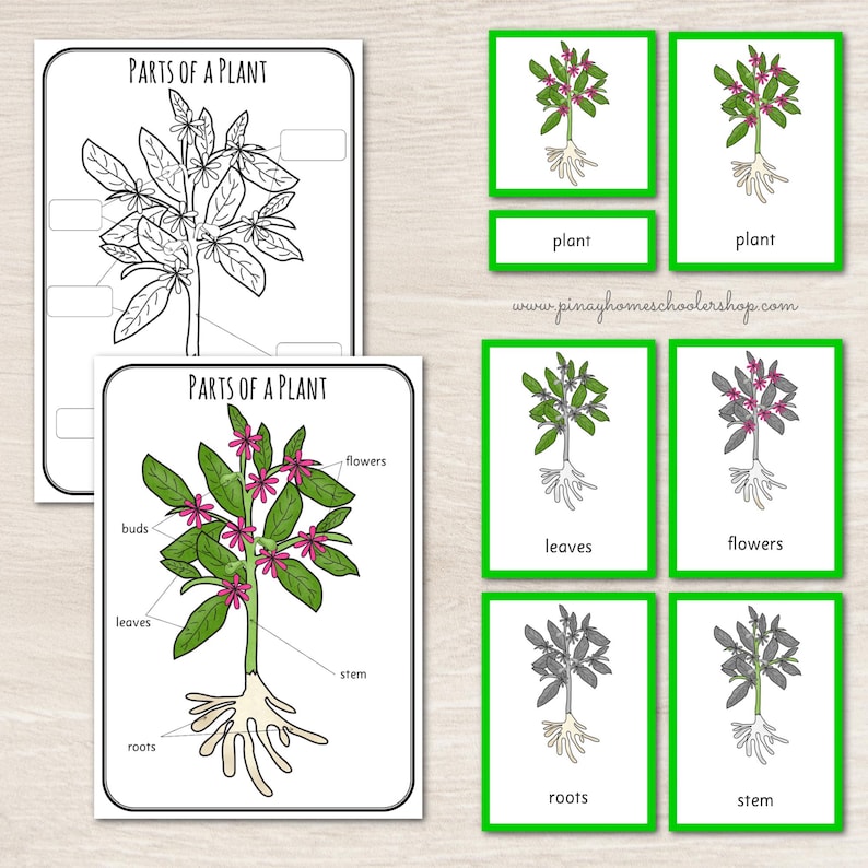 Parts of a Plant Montessori 3 and 4 Part Cards - Etsy