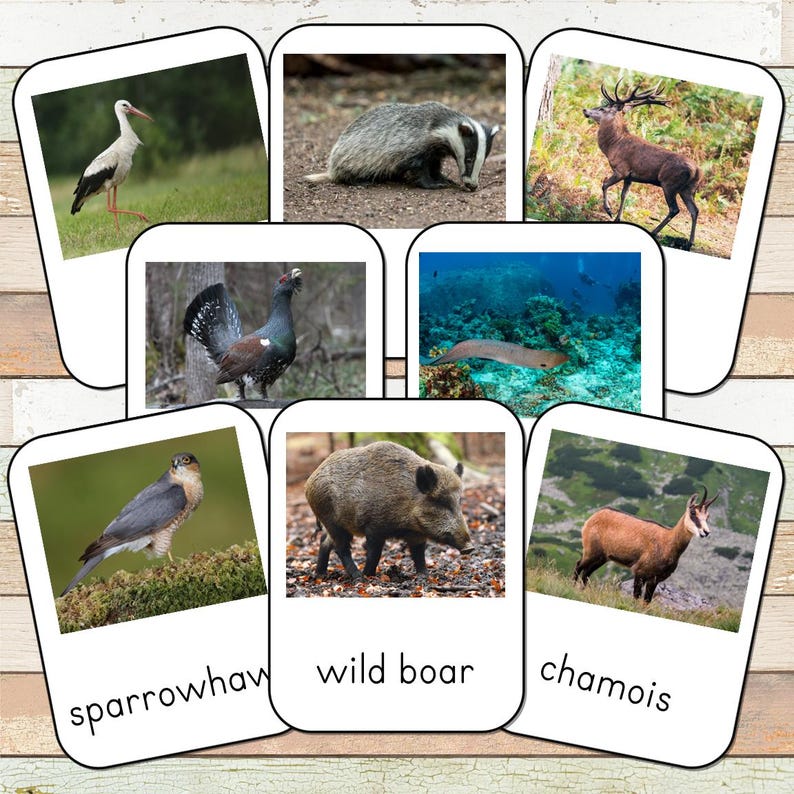 European Continent Safari Toobs Montessori Cards - Etsy