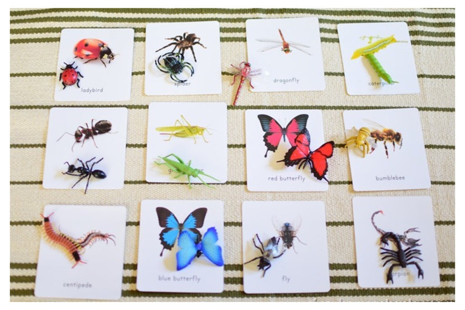 Montessori Insect 3 Part Cards - Etsy