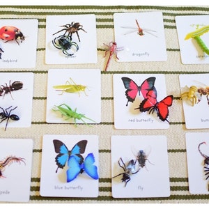 Montessori Insect 3 Part Cards - Etsy Ireland