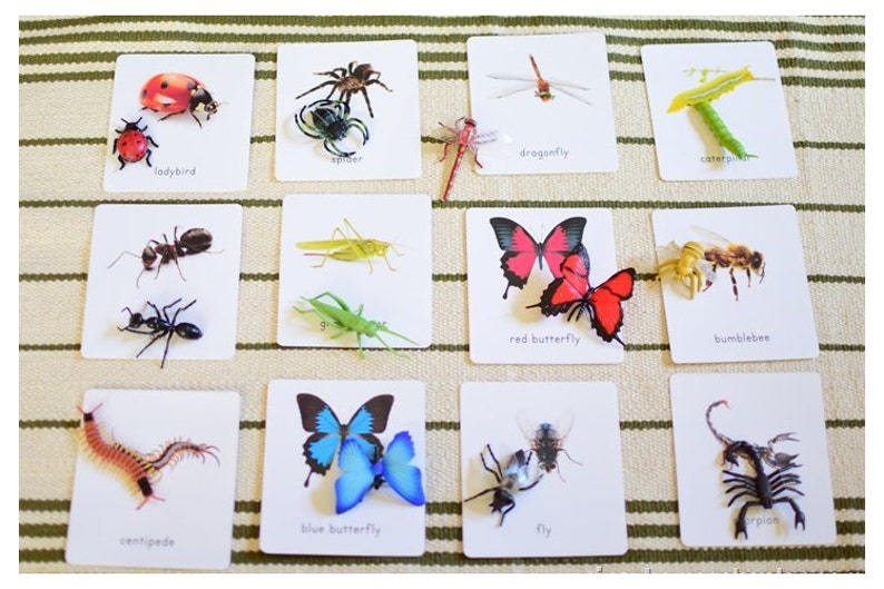 Montessori Insect 3 Part Cards - Etsy Ireland