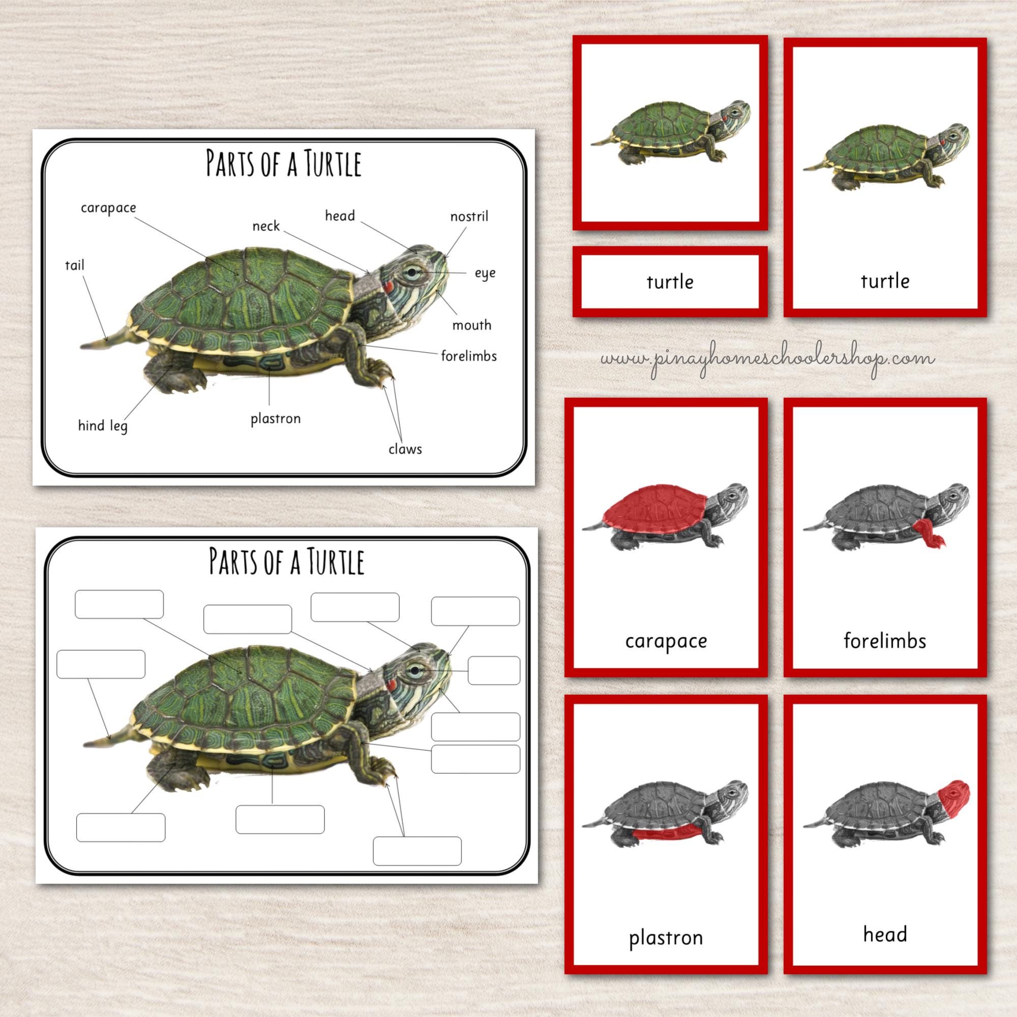 Parts of a Turtle Montessori 3 Part Cards and Definitions - Etsy