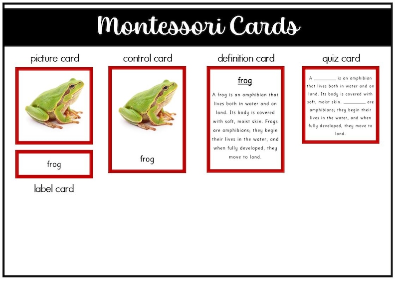 Parts of a Frog Montessori 3 Part Cards and Definitions - Etsy