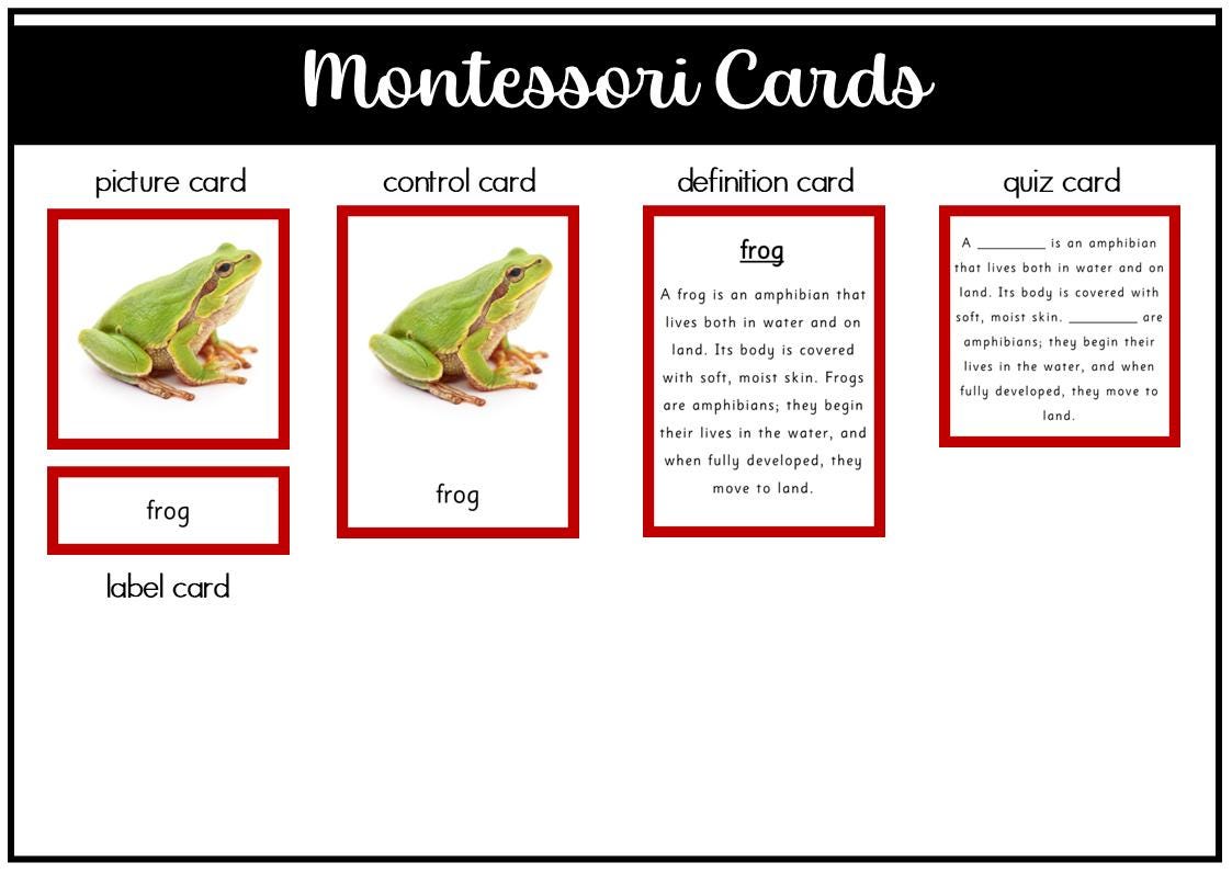 Parts of a Frog Montessori 3 Part Cards and Definitions - Etsy