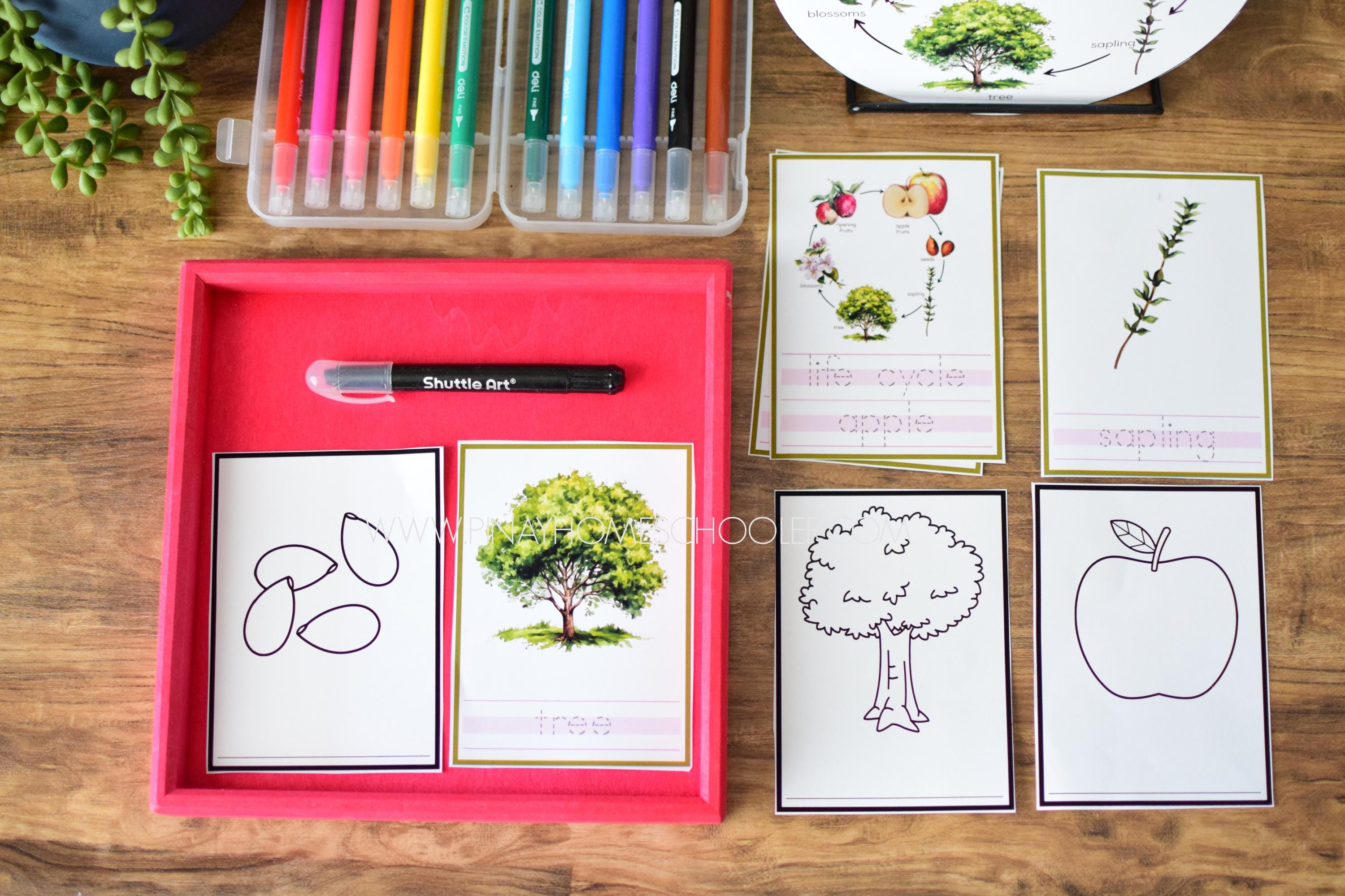 Apple Life Cycle Set - Montessori Inspired - Etsy
