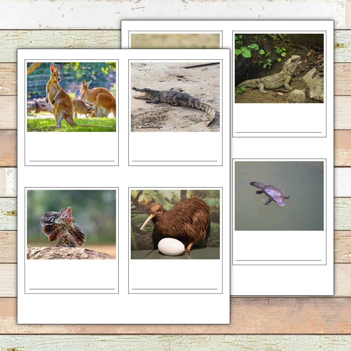 Safari Toob Australian Continent Montessori Cards - Etsy