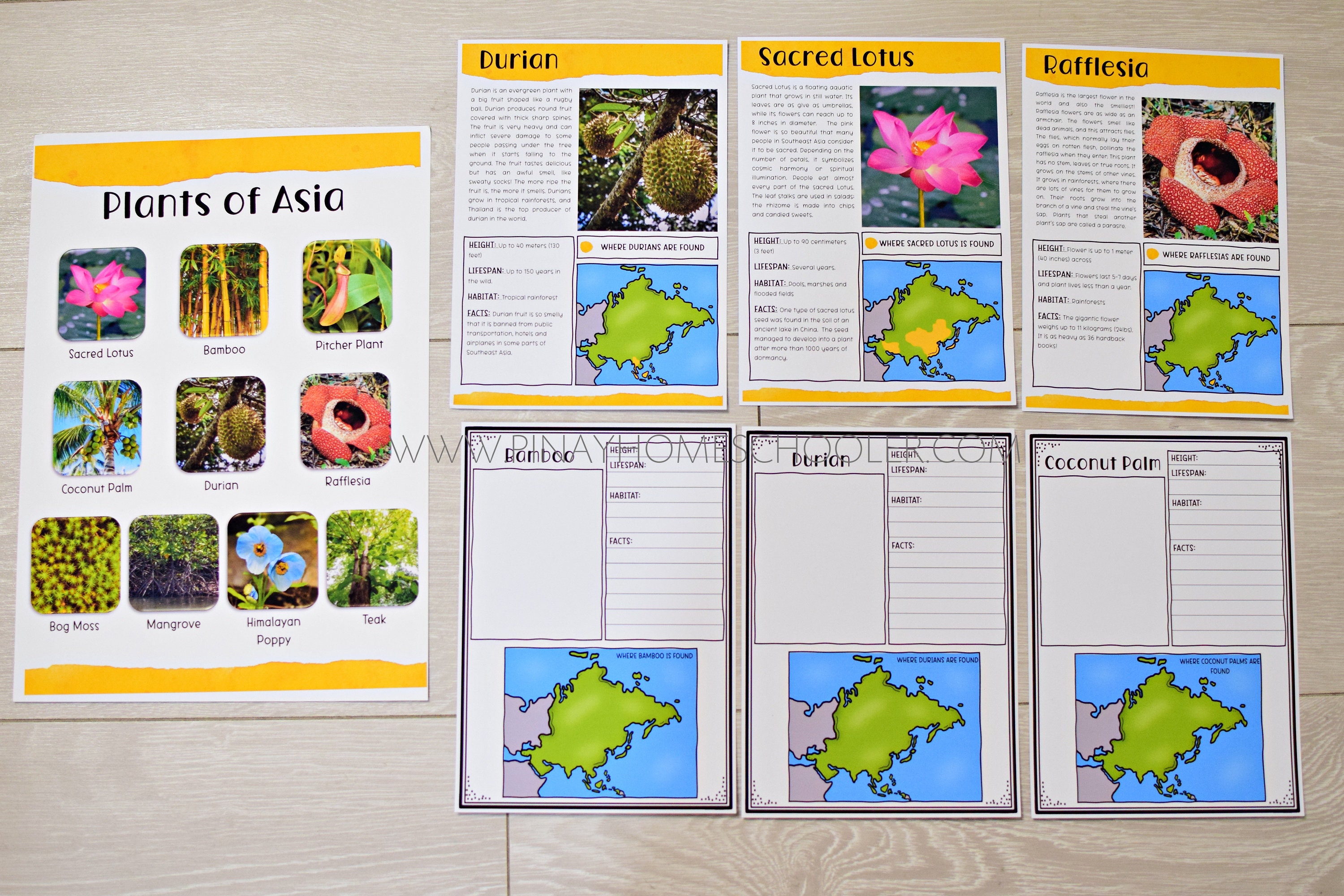 Plants of North America Montessori Learning Pack - Etsy