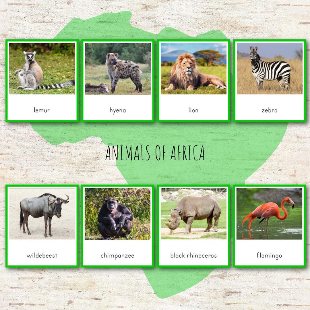 Animals of Africa Montessori 3 Part Cards With Fact Cards - Etsy