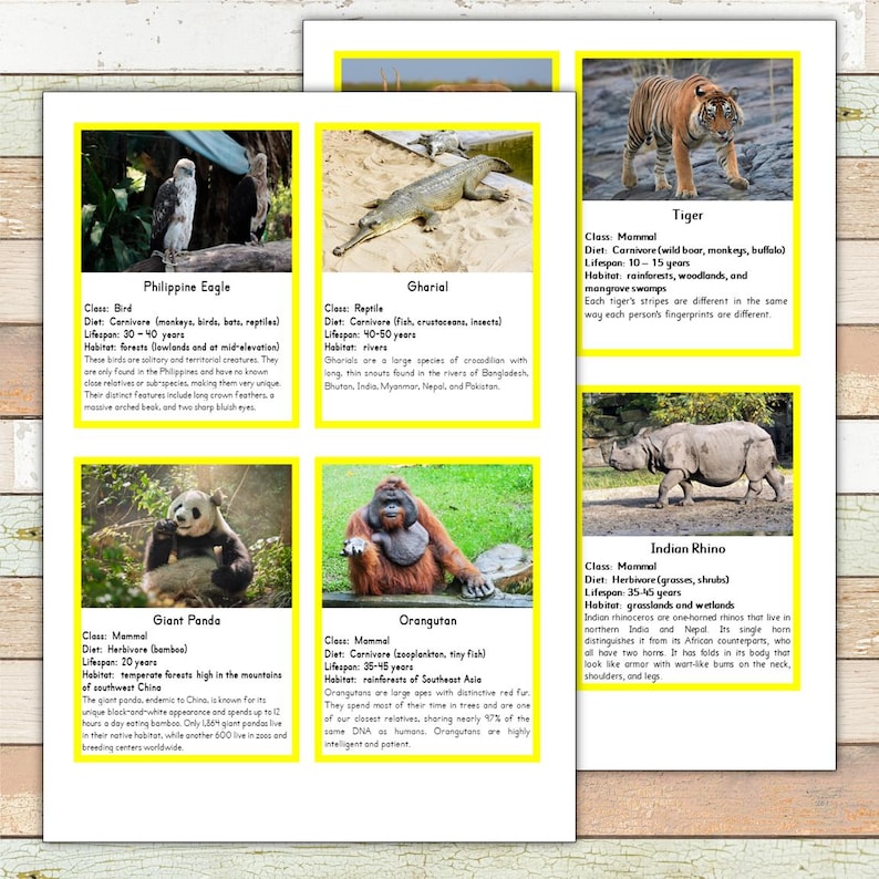 Asian Animals Safari Toob Montessori Cards [EDITABLE] - Etsy