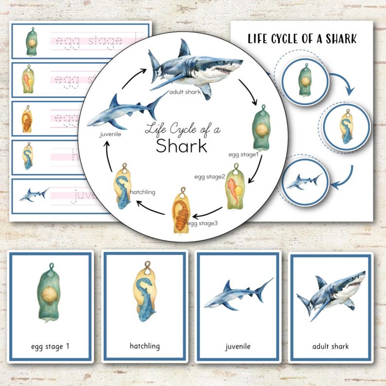 Shark Life Cycle Set - Montessori Inspired - Etsy