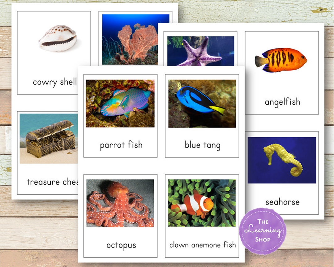 Montessori Coral Reef 3 Part Cards safari Toob - Etsy